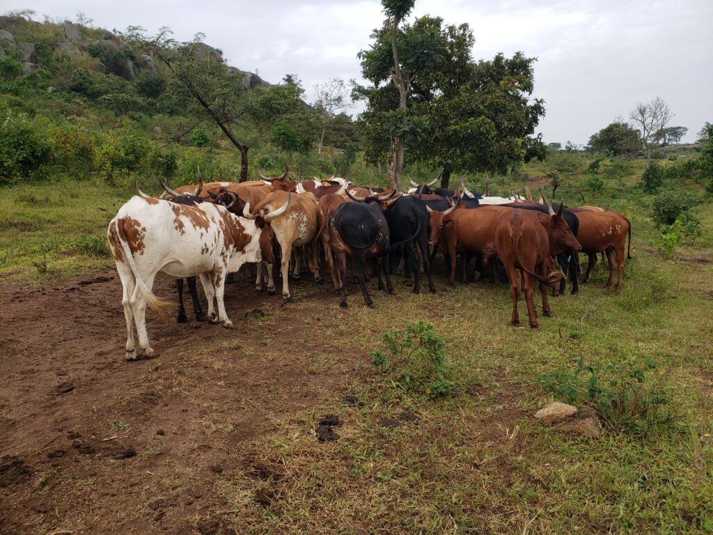 KDR FM - Iraka Lya Boona