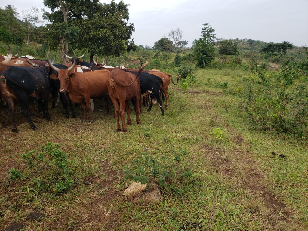 KDR FM - Iraka Lya Boona