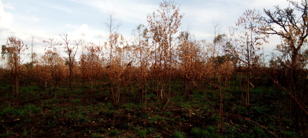 Rapa FM Pader - Communication for Development